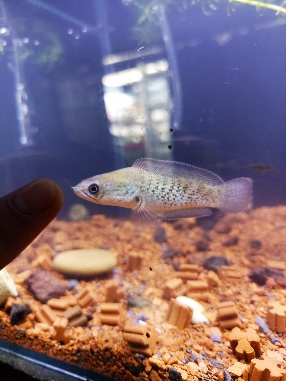 lóc tiểu hoàng đế size 5 6 - MixASale