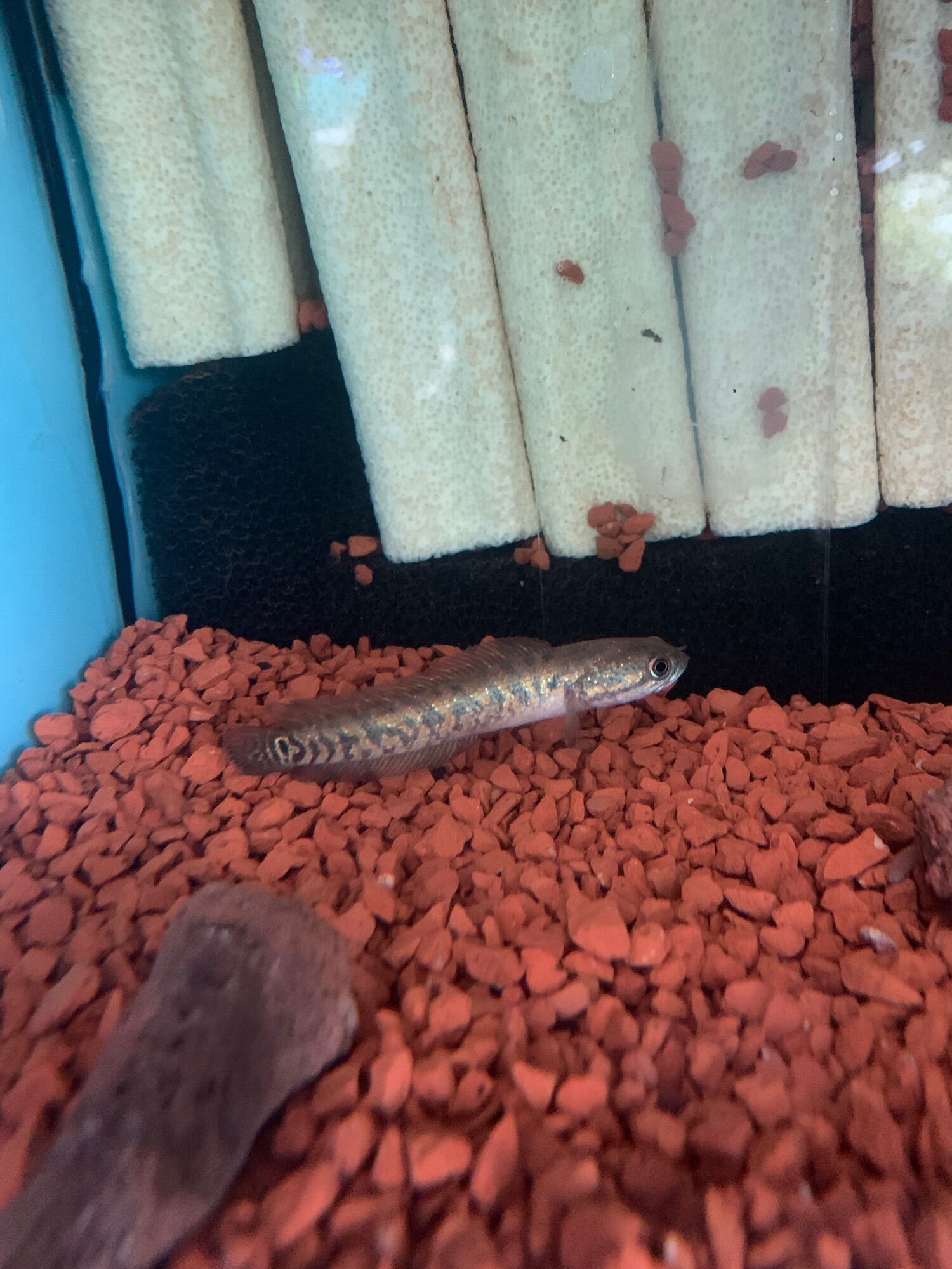 Cá lóc trân châu size 8-10cm - MixASale