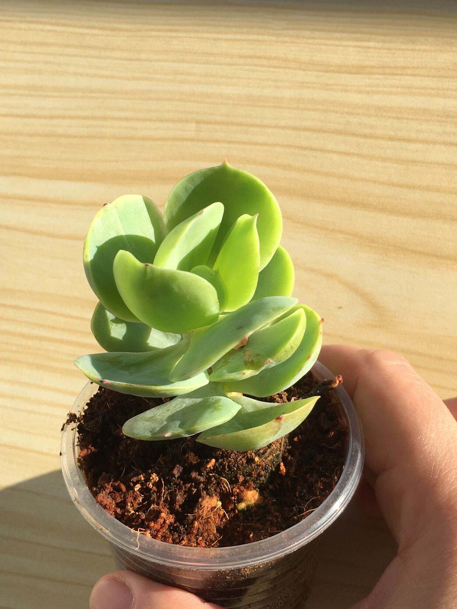 Cây Sen đá Bèo Pháp, cây mọng nước cao 2-10cm, cây cảnh mini kiểng lá ...