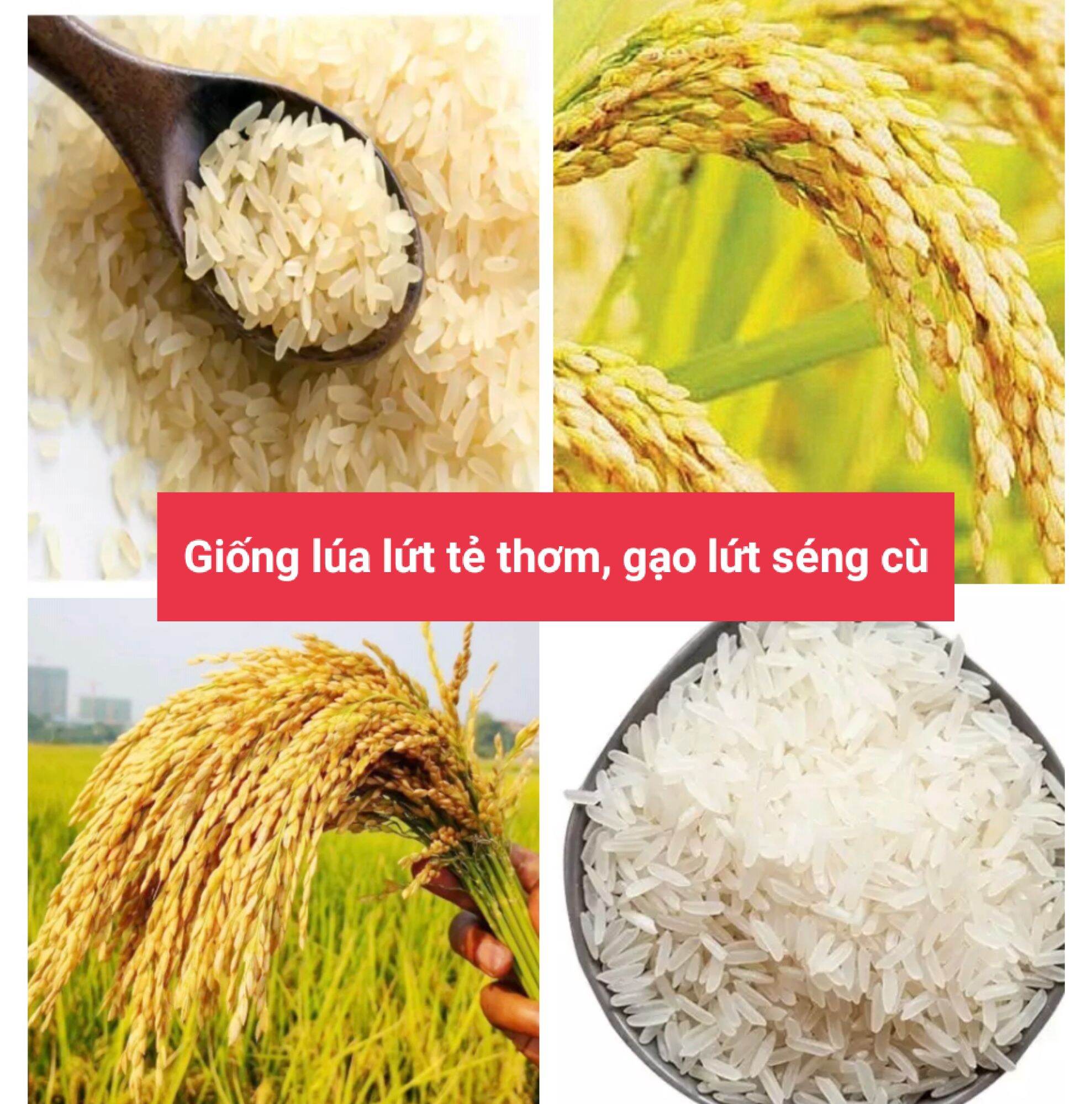 Hạt giống lúa lứt tẻ thơm, lúa lứt Séng cù túi 1kg | Lazada.vn