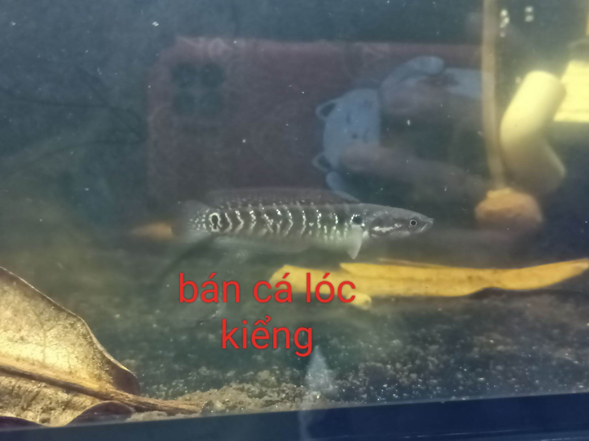 Cửa hàng "Phụ kiện hồ cá Thanh RuBy"