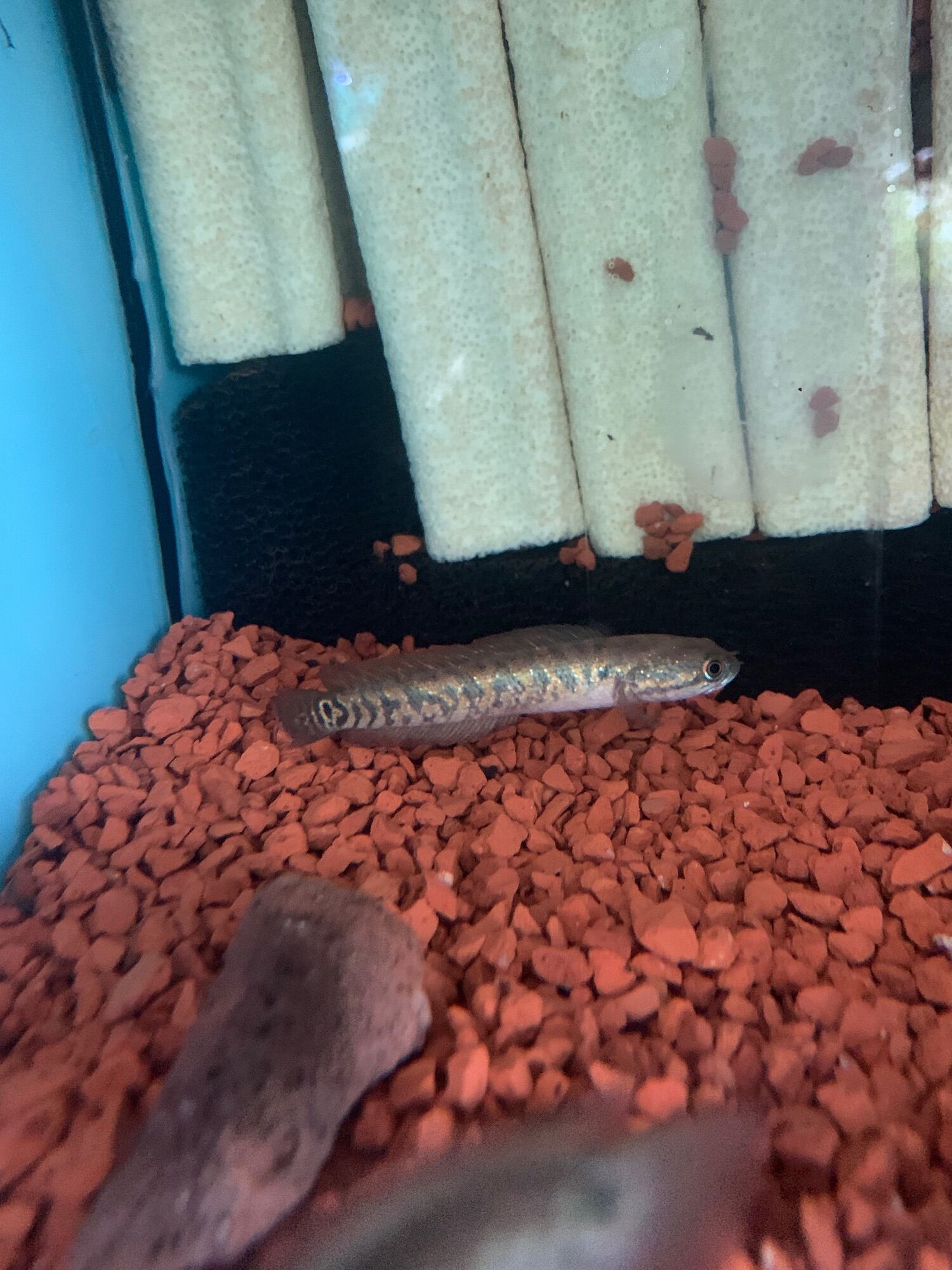 Cá lóc trân châu size 8-10cm - MixASale