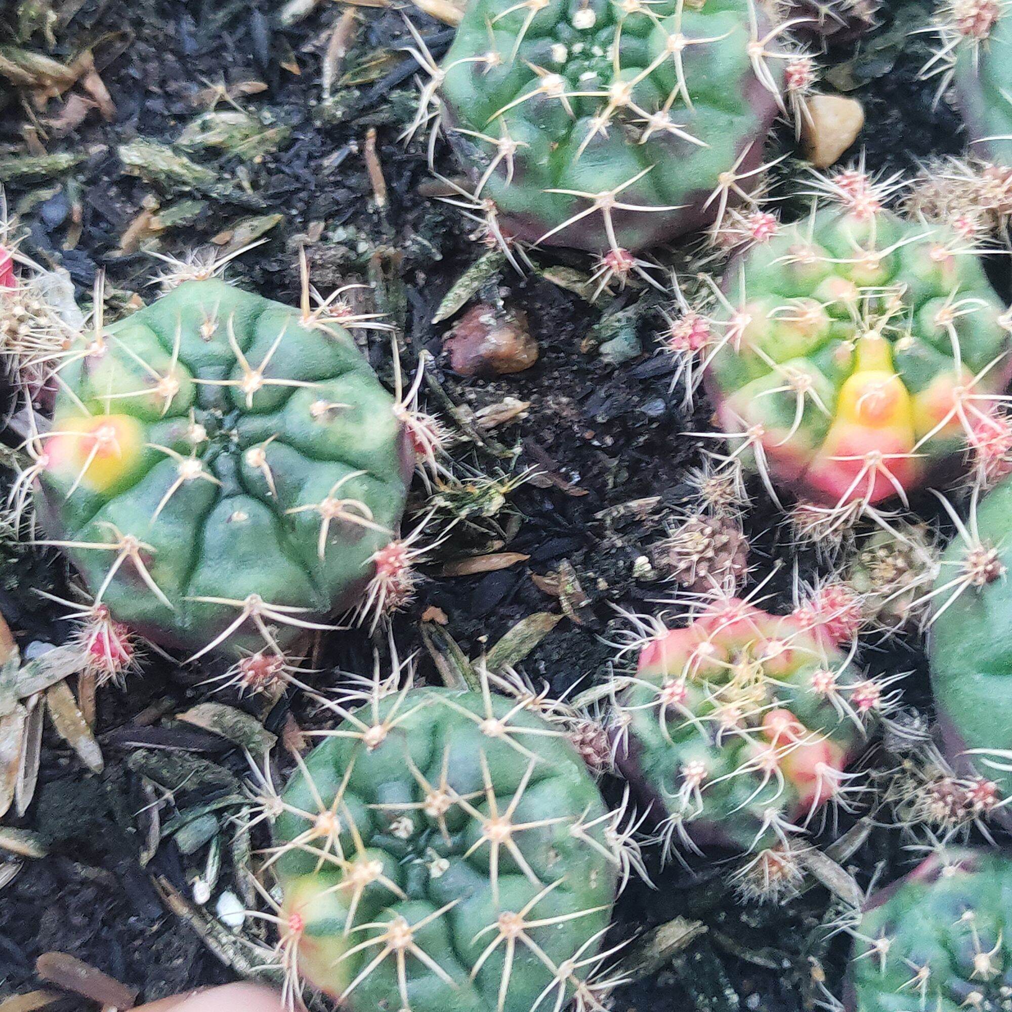 Xương Rồng Gym Damsi lem màu sắc đẹp dễ trồng nhiều size để khách lựa ...