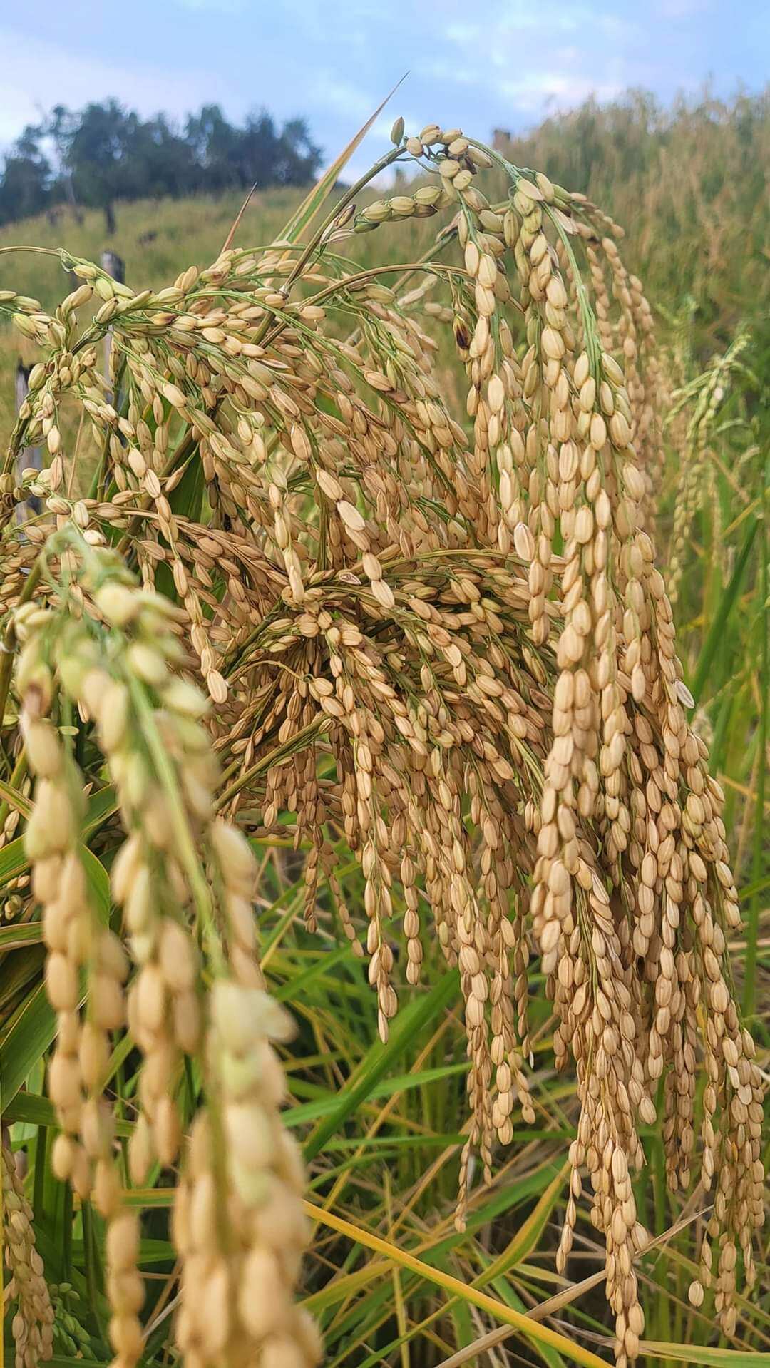 Giống lúa tẻ nương truyền thống của người Mông 1kg | Lazada.vn