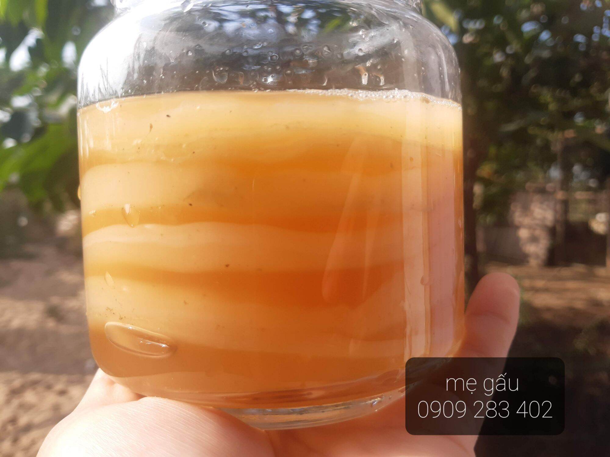 scoby kombucha, Scoby Kombucha , con giống làm trà kombucha, hay còn ...