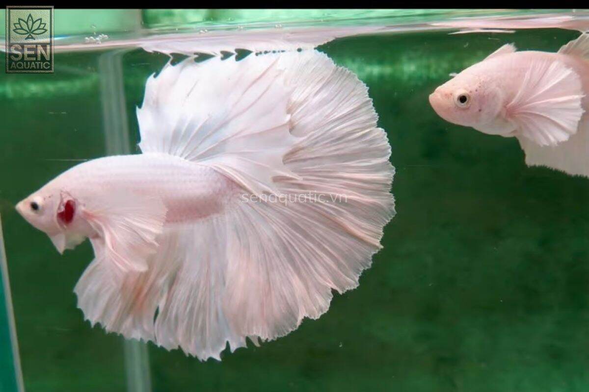 Betta Halfmoon dumbo - MixASale