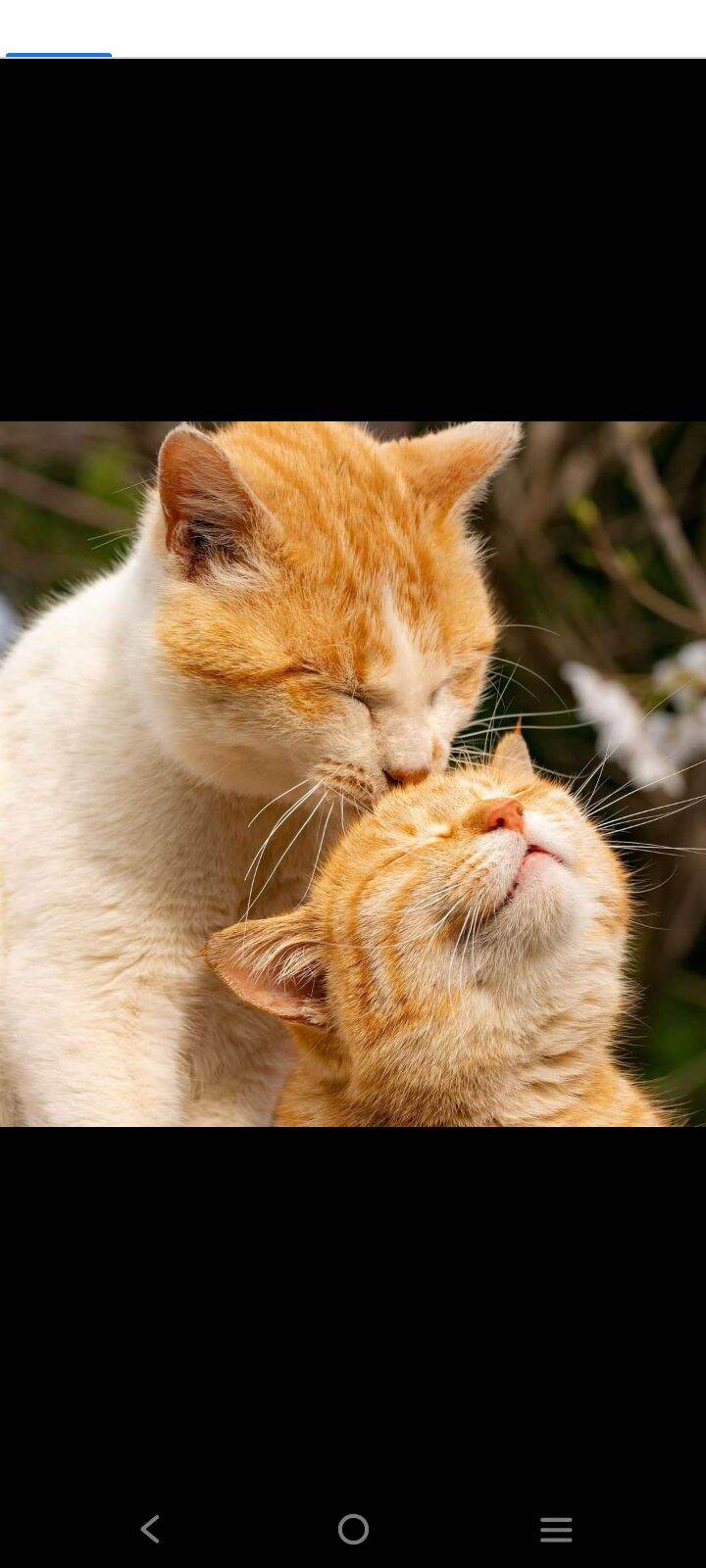 Daysi shop Việt Nam Cửa Hàng Chính Hãng Trực Tuyến | Mua Ngay Trên Lazada