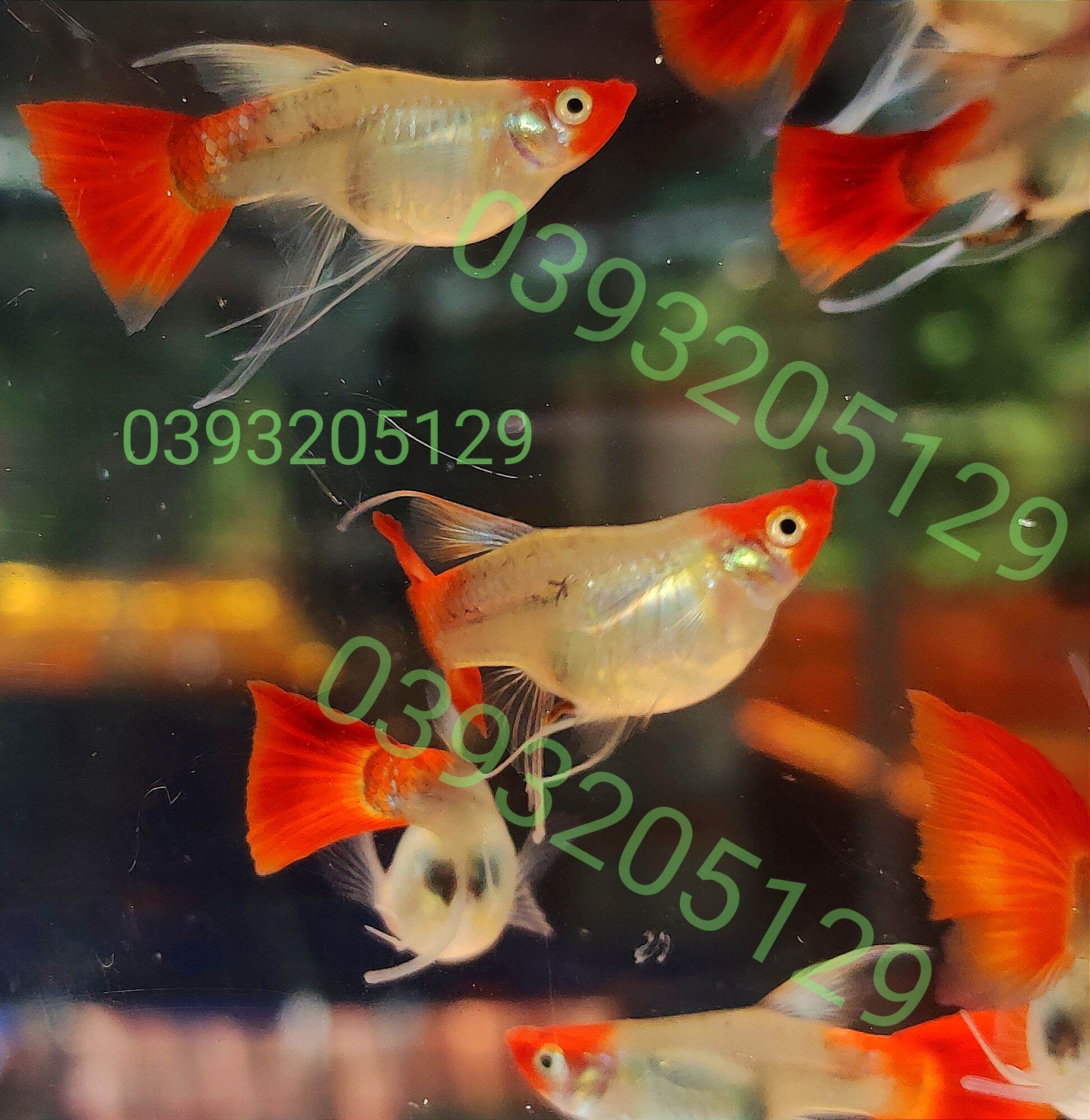 Thức Ăn Guppy Wild koi short - MixASale