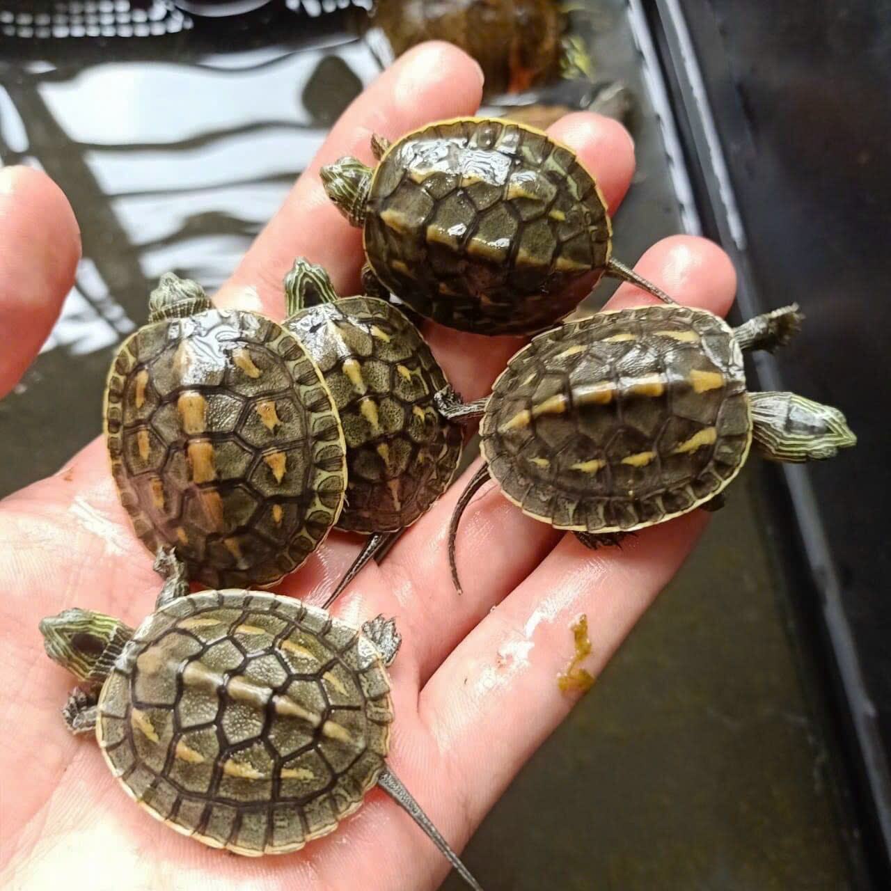 Metric - Nền tảng Số liệu E-commerce