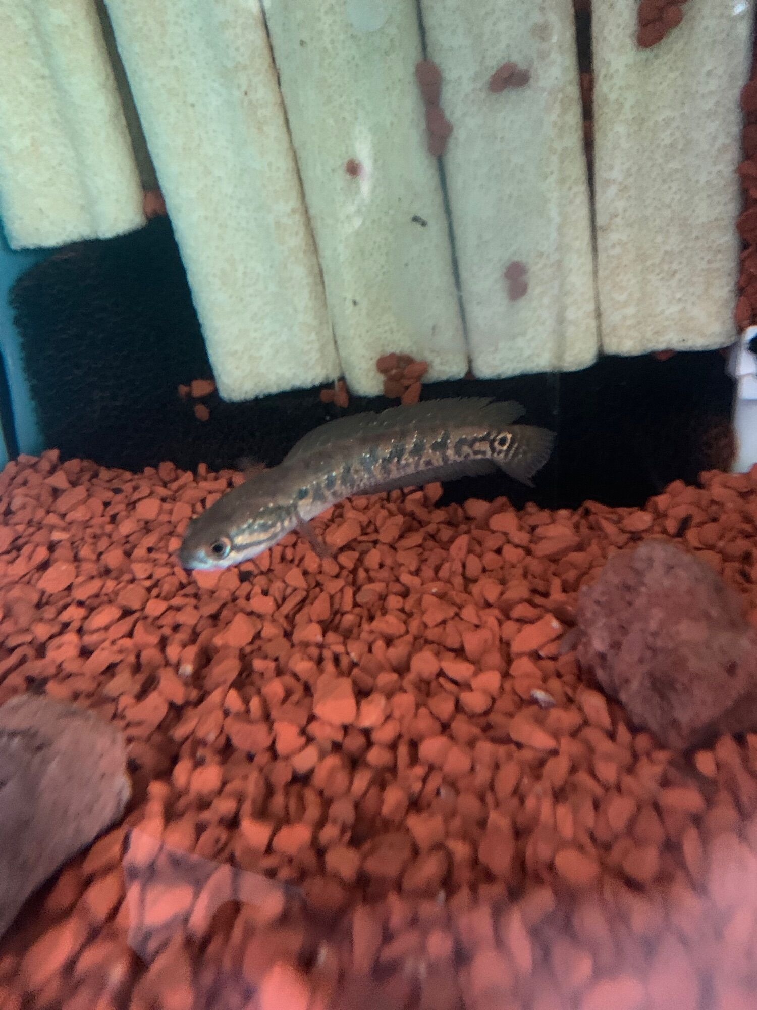 Cá lóc trân châu size 8-10cm - MixASale
