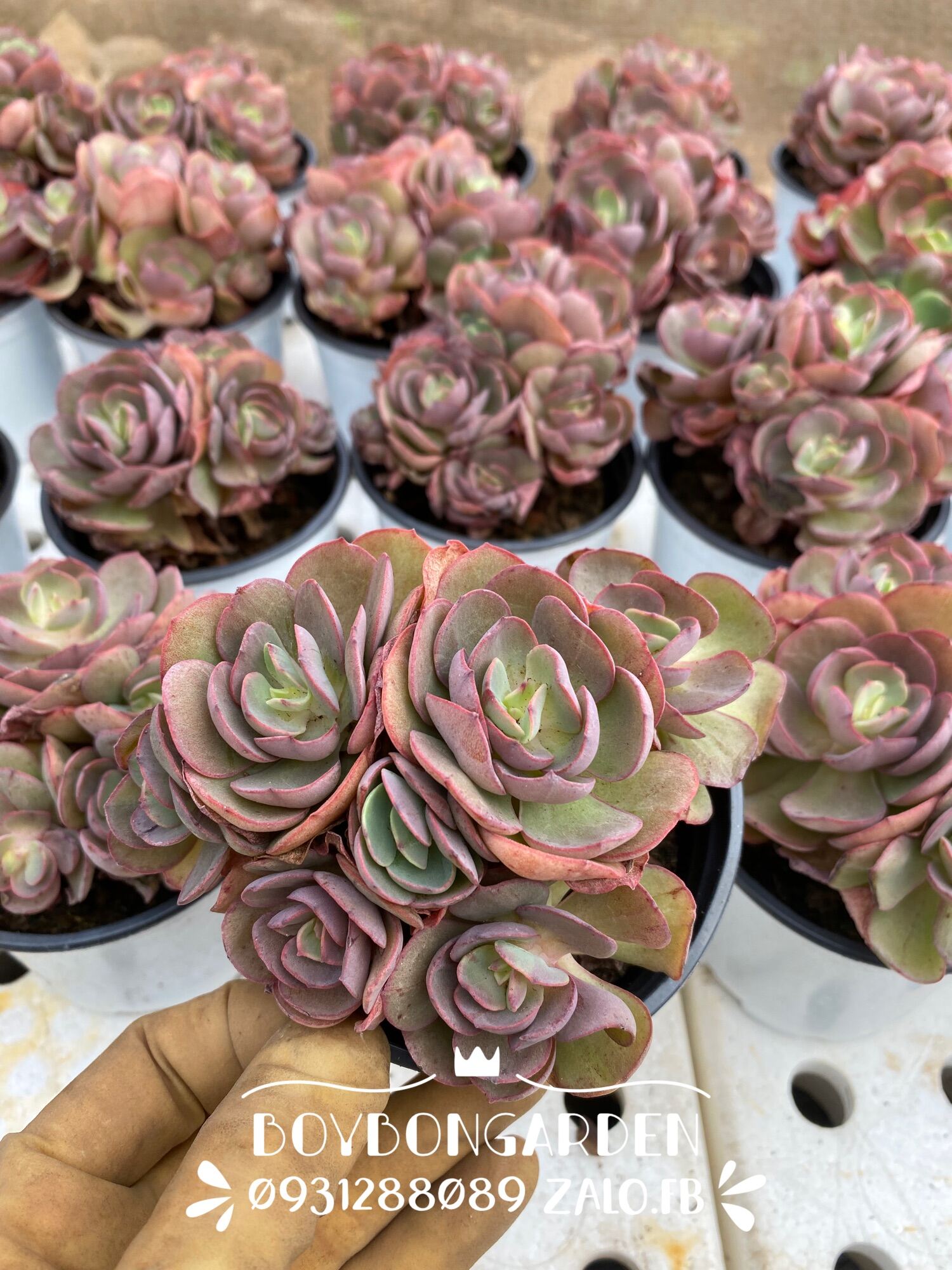 Cây sen đá bèo hồng bụi gốc thụ suyon 1 gốc | Lazada.vn