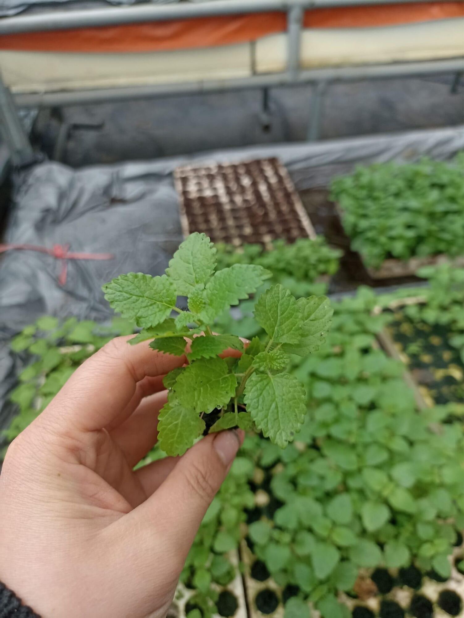 Cây giống bạc hà sả chanh sả (lemon balm) - hương thơm chanh sả dễ chịu ...
