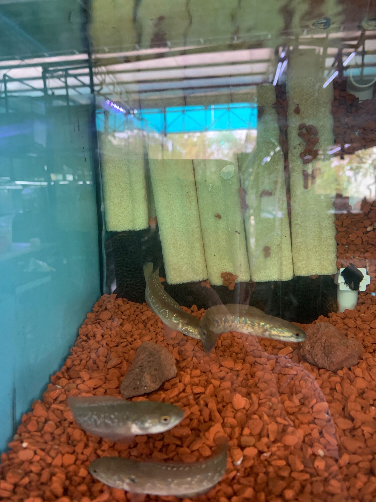 Cá lóc trân châu size 8-10cm - MixASale