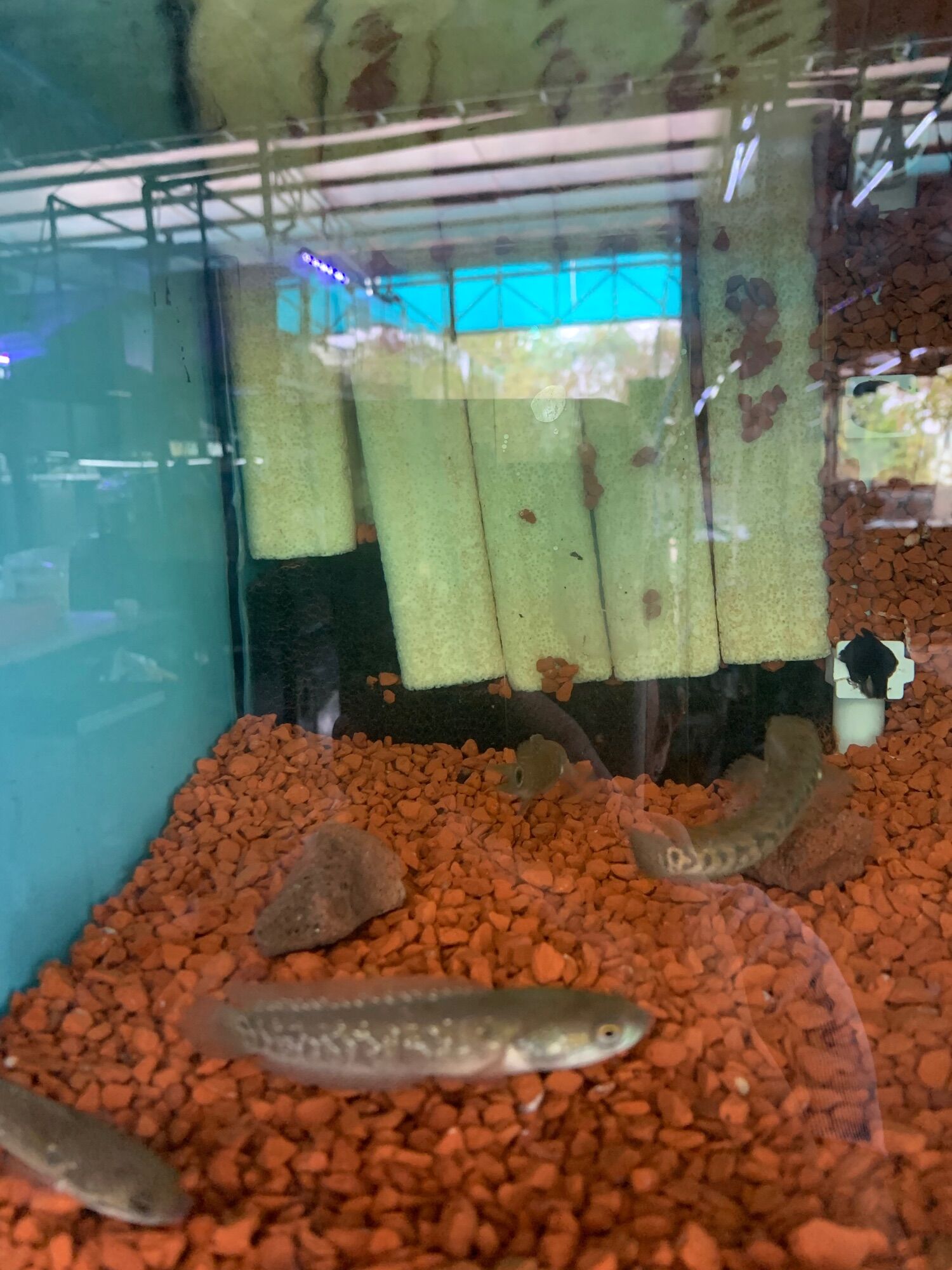 Cá lóc trân châu size 8-10cm - MixASale