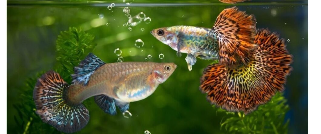 Combo 10 bé 7 màu (ruppy) (6 rồng đỏ inđo 2 full goll 2 đumbo) tặng 1 ...