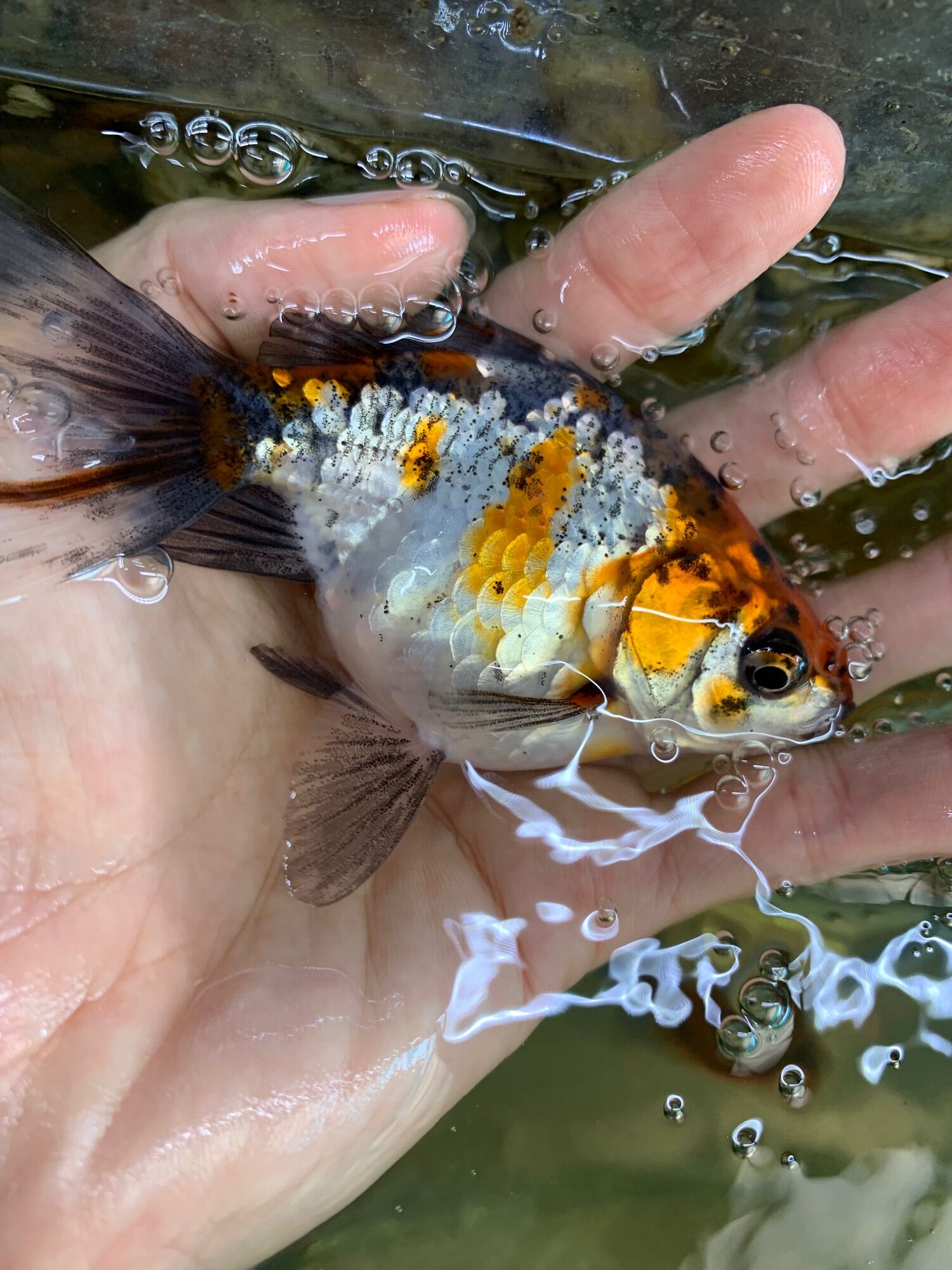 Cá ba đuôi- Combo 5 em oranda size 1 ngón màu ngẫu nhiên (thuỷ sinh rẻ ...