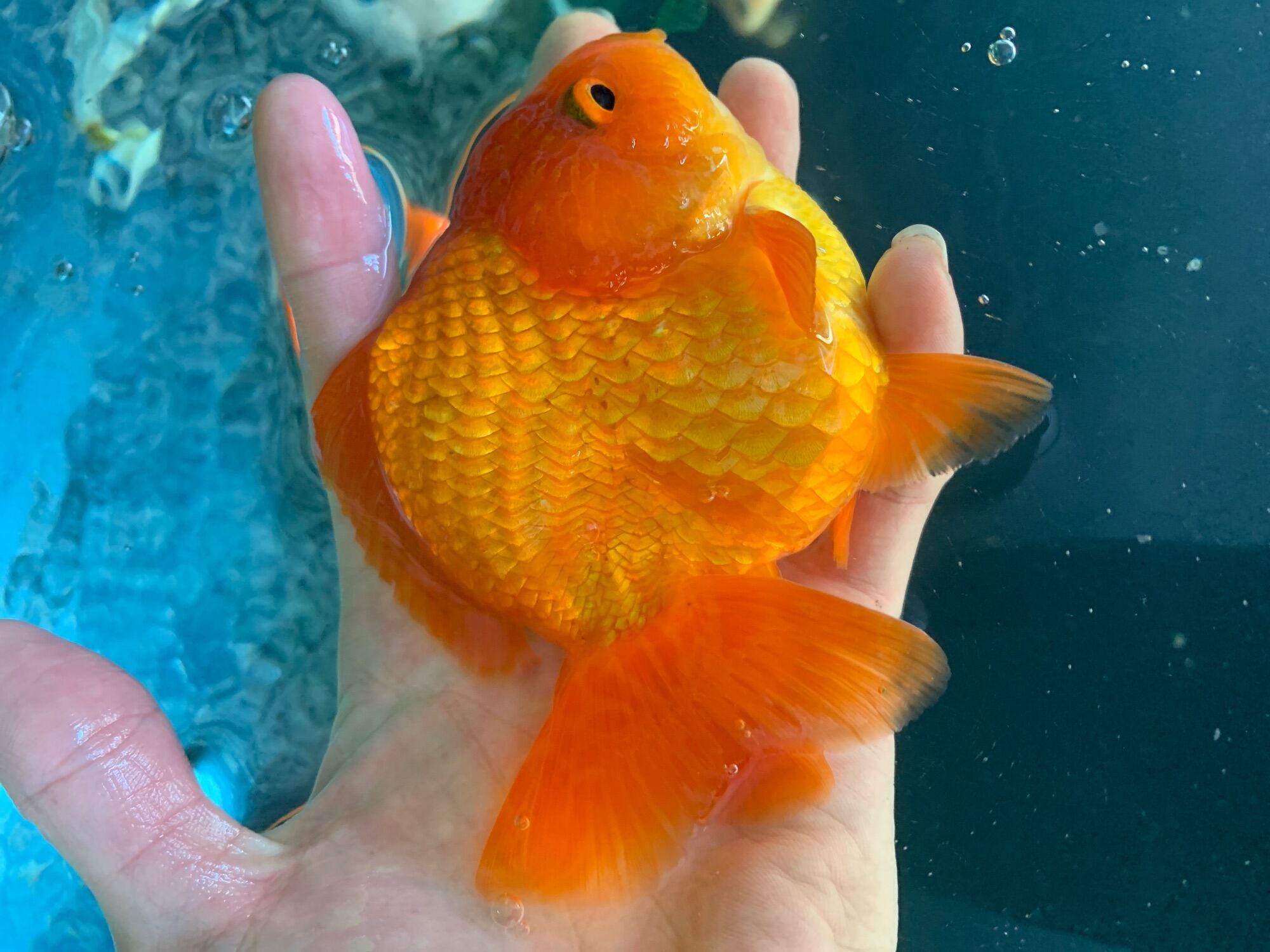 Cá ba đuôi- Combo 5 em oranda size 1 ngón màu ngẫu nhiên (thuỷ sinh rẻ ...