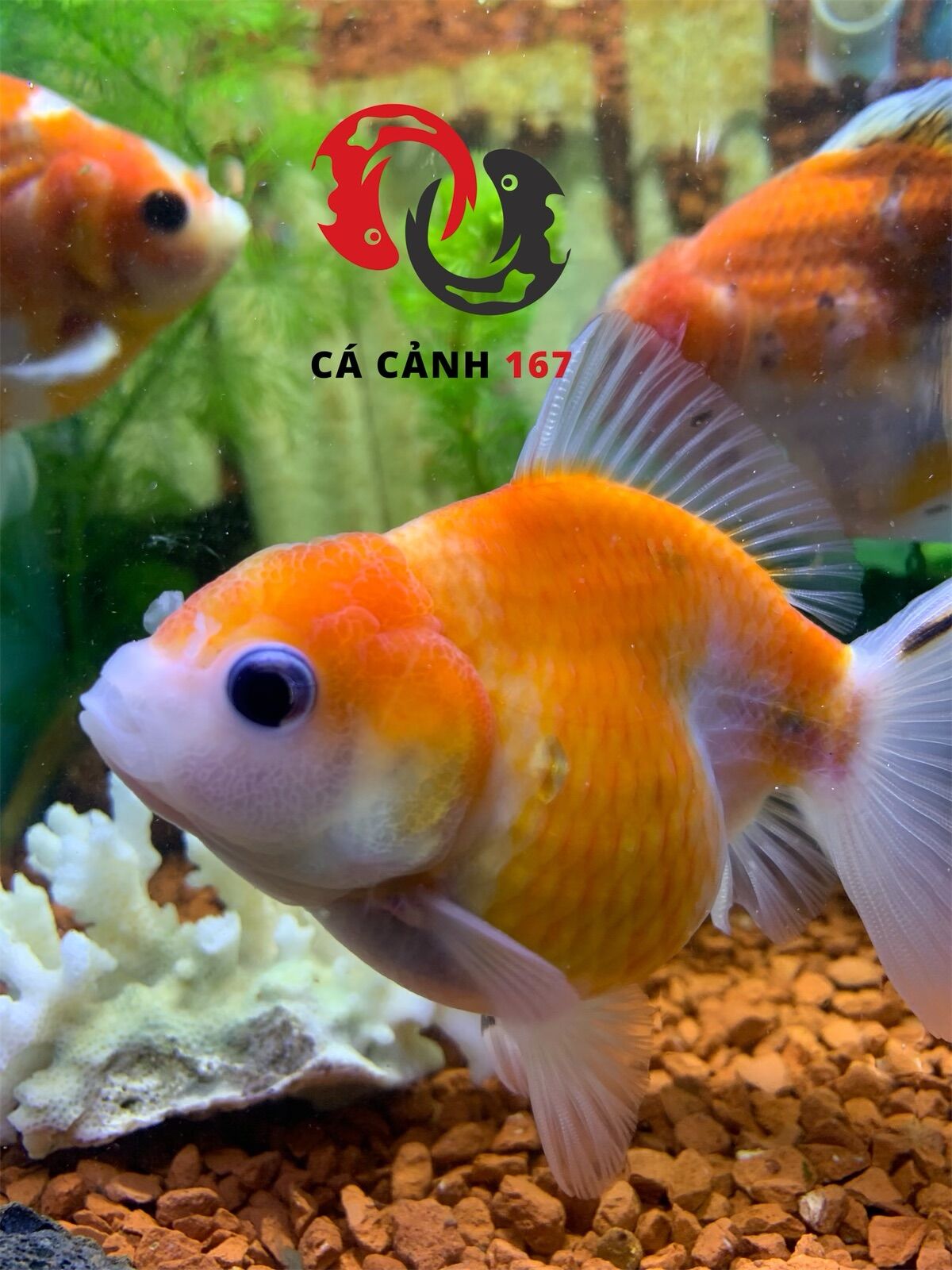 Cá ba đuôi- Combo 5 em oranda size 1 ngón màu ngẫu nhiên (thuỷ sinh rẻ ...