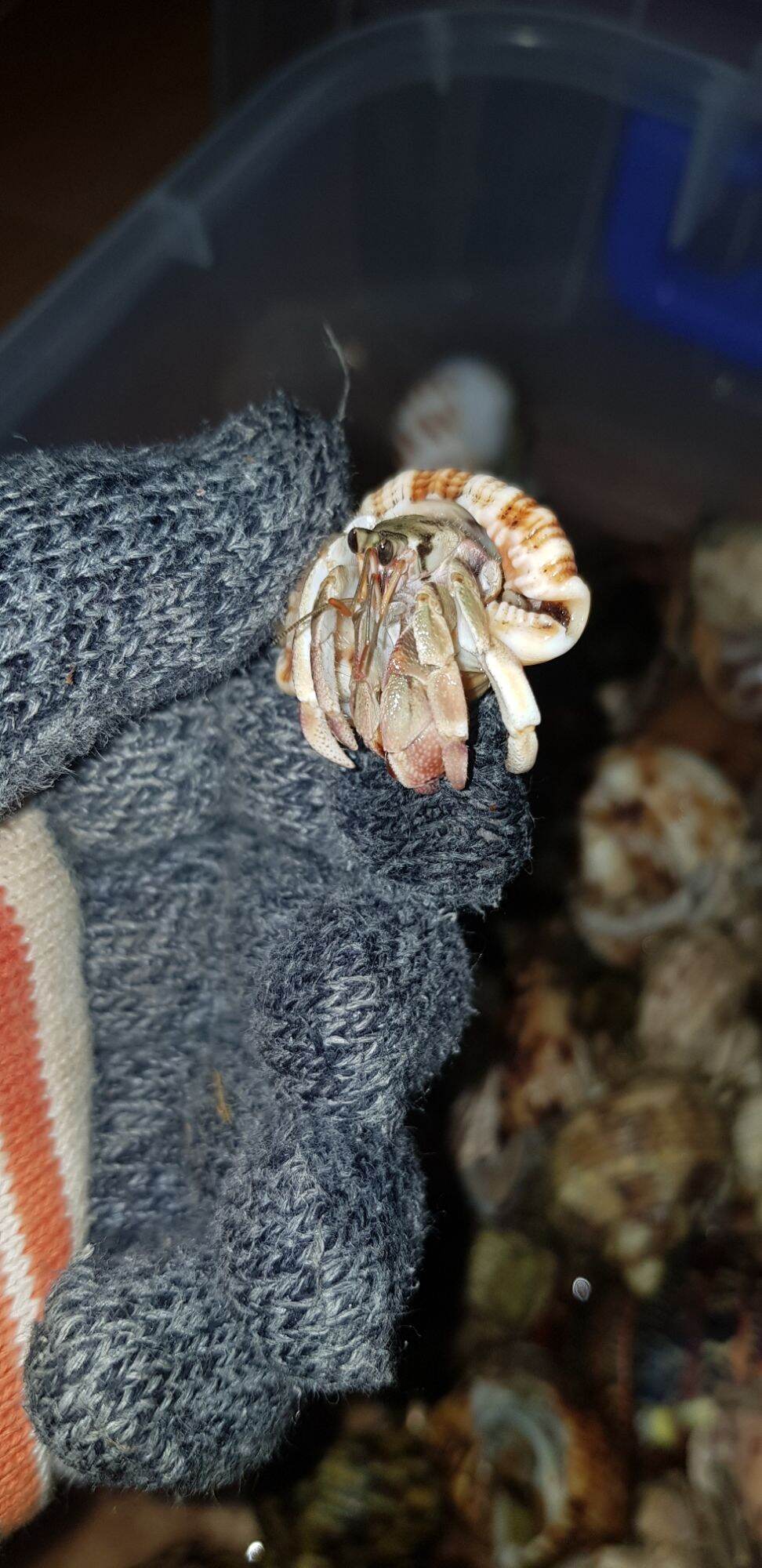 Rugo giá tốt Tháng 11,2022|BigGo Việt Nam