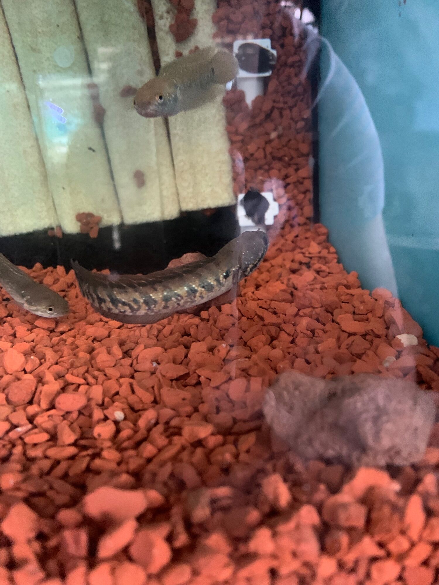 Cá lóc trân châu size 8-10cm - MixASale