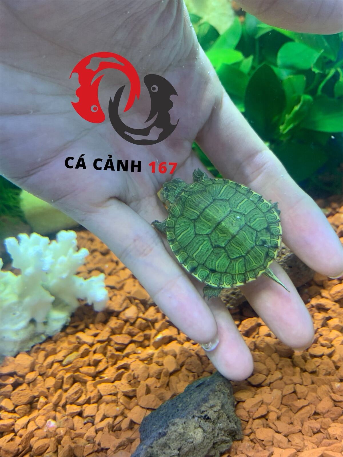 Cá hạt lựu - hoà lan 3 màu hạt lựu đen (Ảnh thật bảo hành vận chuyển ...