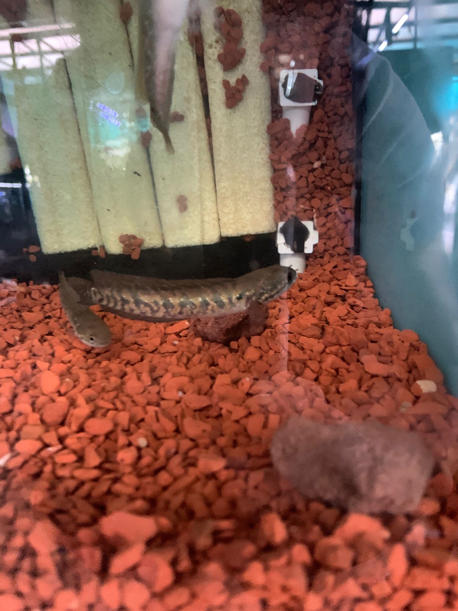 Cá lóc trân châu size 8-10cm - MixASale