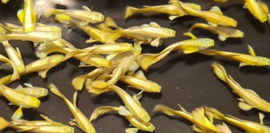 Combo 10 bé 7 màu (ruppy) (6 rồng đỏ inđo 2 full goll 2 đumbo) tặng 1 ...