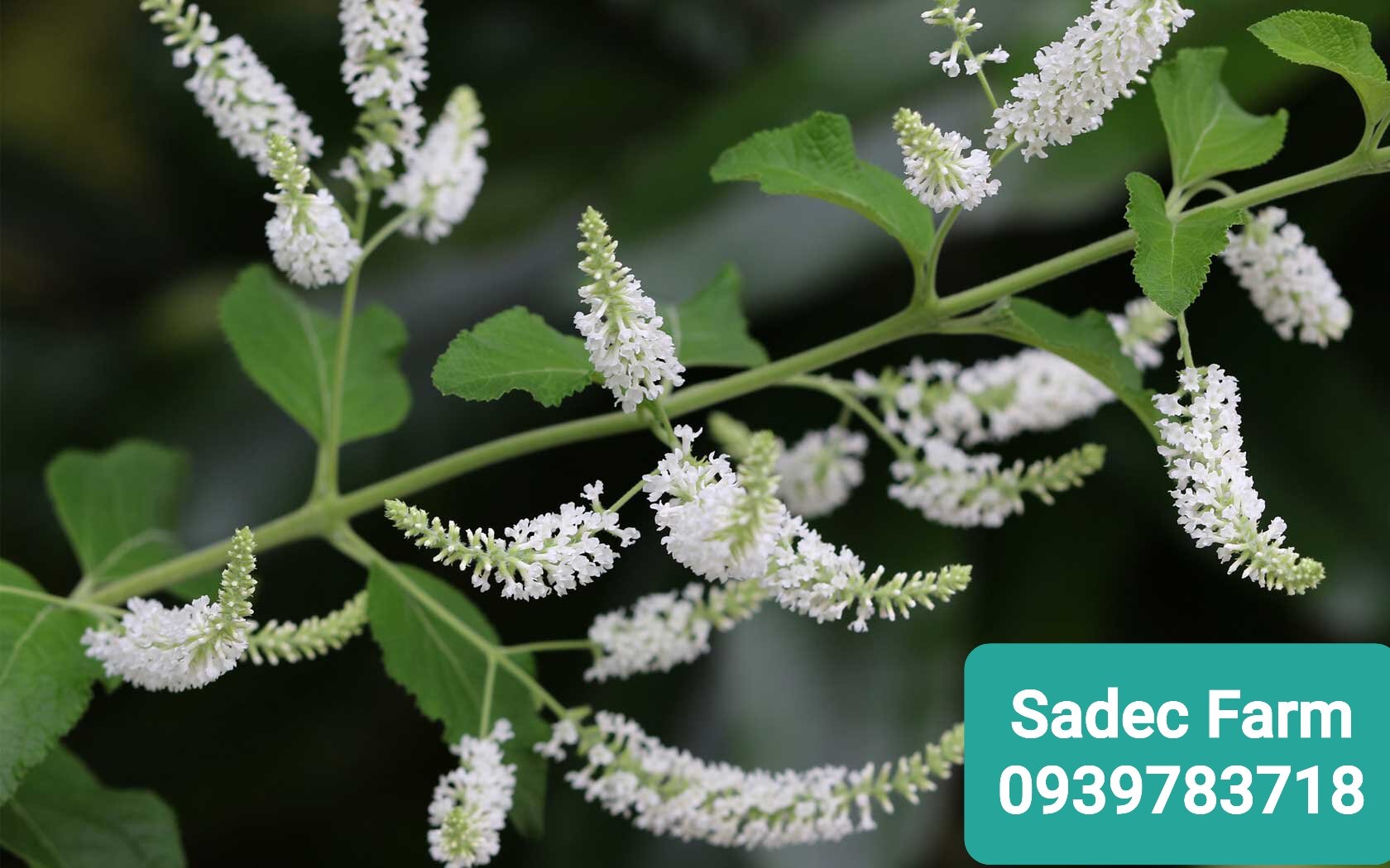 Cây bạch trầm hương, Aloysia virgata | Lazada.vn
